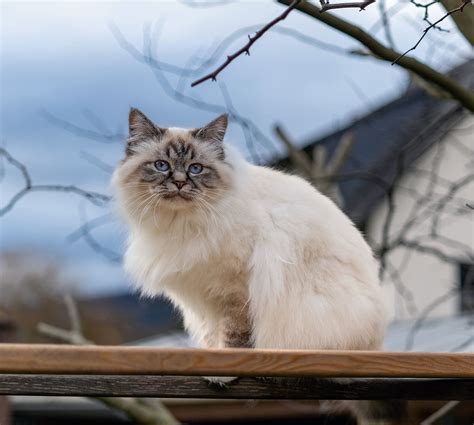Как приучить кота к дому, адаптация уличного котенка к квартире