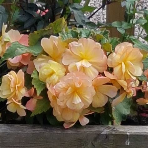 Begonia 'Illumination Apricot Shades' (Illumination Series), Tuberous ...