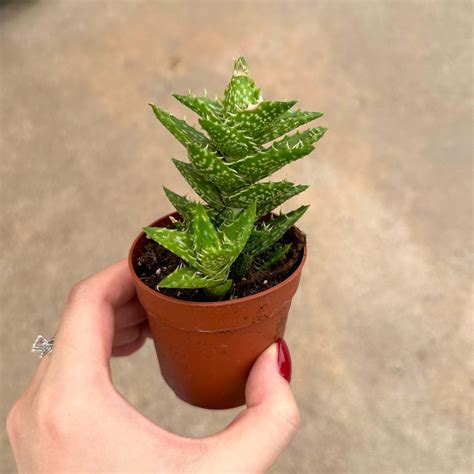 Aloe Squarrosa - The Green Corner