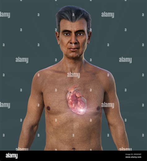 Herz biologie anatomie organe -Fotos und -Bildmaterial in hoher ...