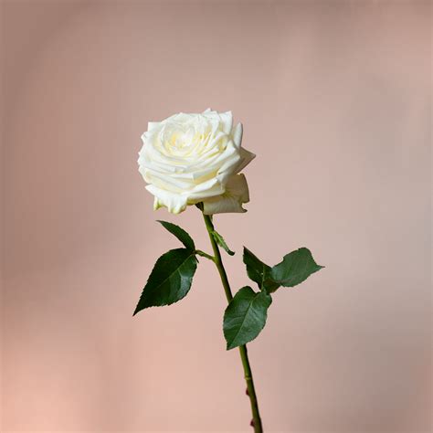 Candlelight | New - Mystic Flowers
