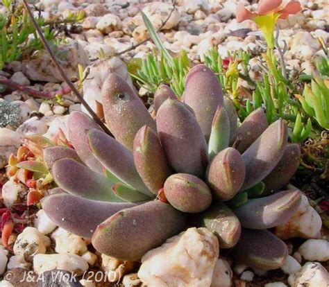 African Plants - A Photo Guide - Cotyledon tomentosa Harv.