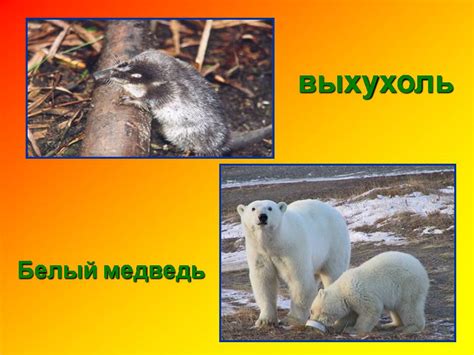 Животные Красной книги - Презентации по биологии