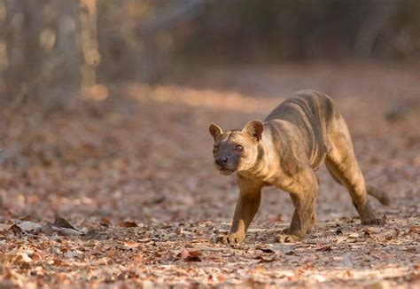 Fossa Foto & Bild | africa, madagascar, eastern africa Bilder auf ...