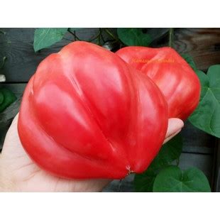 Martas heart (Сердце Марты)
