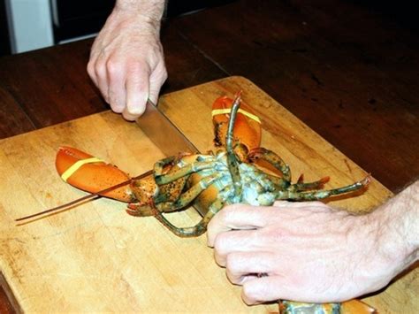 How to Cook a Lobster Humanely - TREVOR CORSON