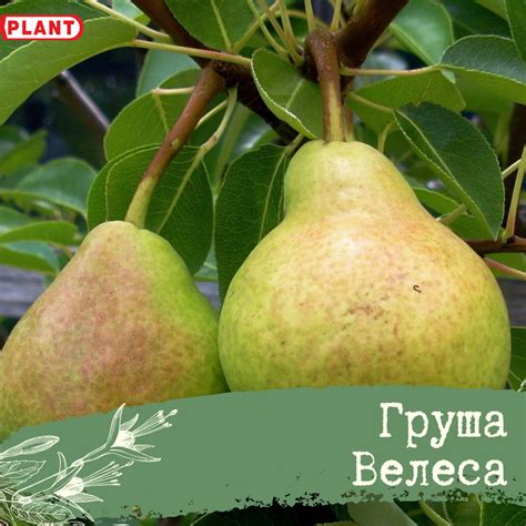 Велеса
