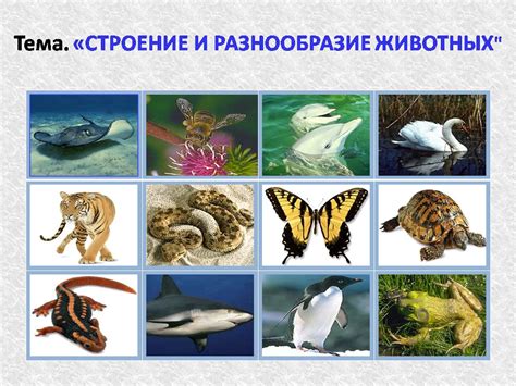 Строение животных (3 класс) - Презентации по биологии
