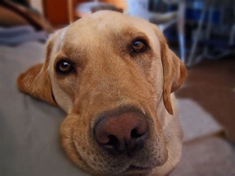 "Max" - Animal - Photo.net
