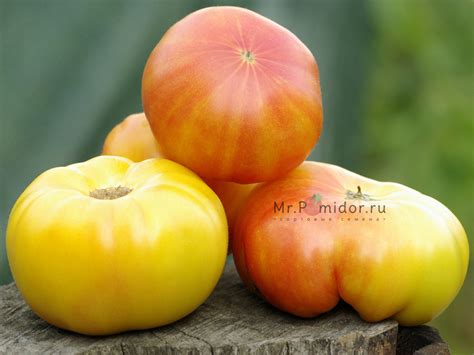 Семена томатов Honey giant( Медовый гигант), США - Сортовые семена Mr ...
