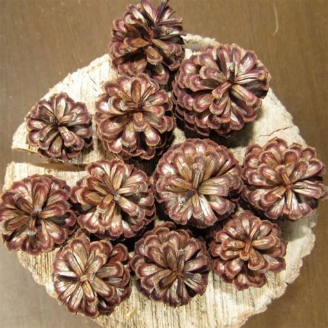 Шишки сосновые и еловые, каштаны, украшения – купить в Москве, цена 2 ...