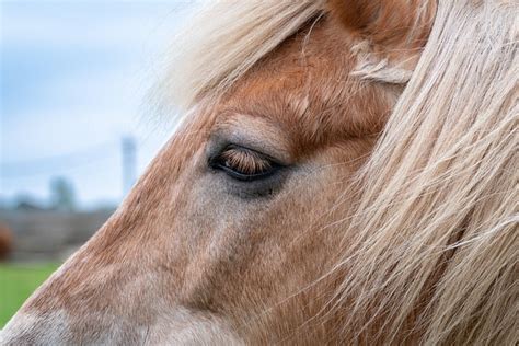 Cheval Fermer De Tête - Photo gratuite sur Pixabay - Pixabay