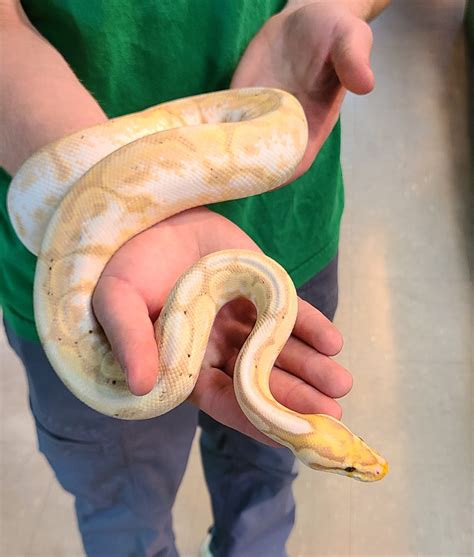Python regius 'Ball Python' Banana Spider "Sokka"-Pyt.regius