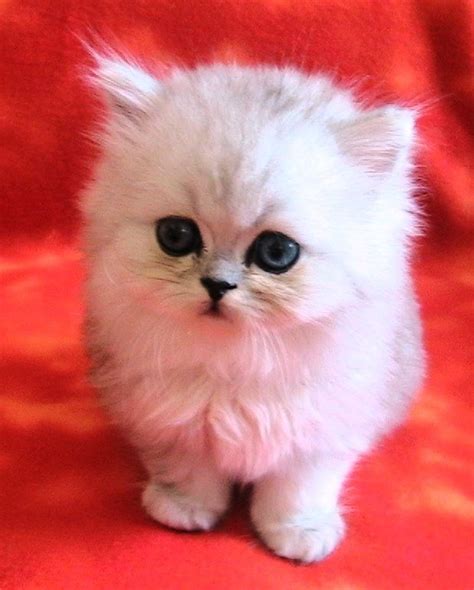 Карликовые Породы Кошек С Фотографиями — Mixyfotos.ru
