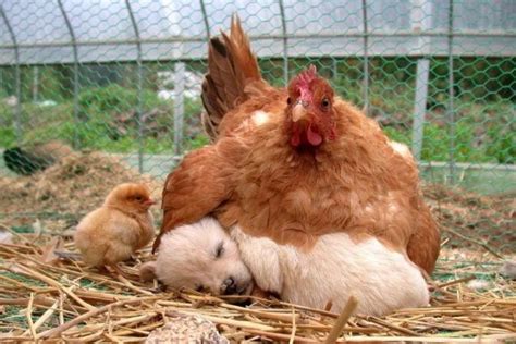 Фото Курица высиживает щенка