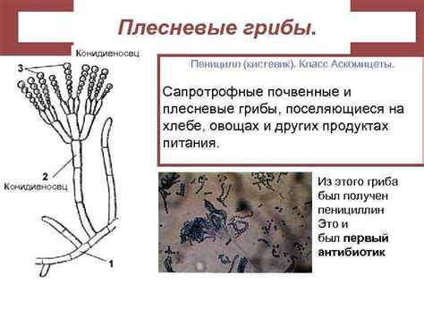 Тема Грибы Цель Изучить строение грибов и их