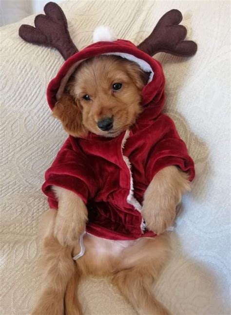 Épinglé par Mariaj Sem sur Luna jul ️ ️🎅🏻 | Chiot de noël, Chiot trop mignon, Bébés animaux mignons