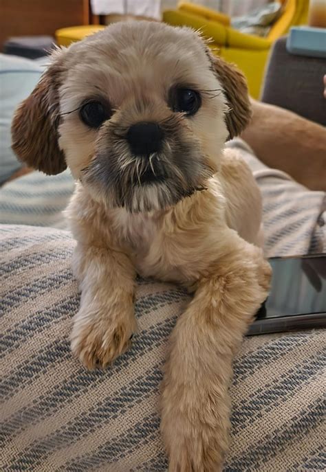 Meet Fiona, she's the goodest girl and loves her big sister Ramona. : r ...