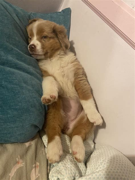 My boy being cute : r/miniaussie