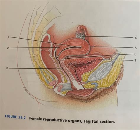 Female Reproductive Organs Sagittal Section Chapter 14. Female