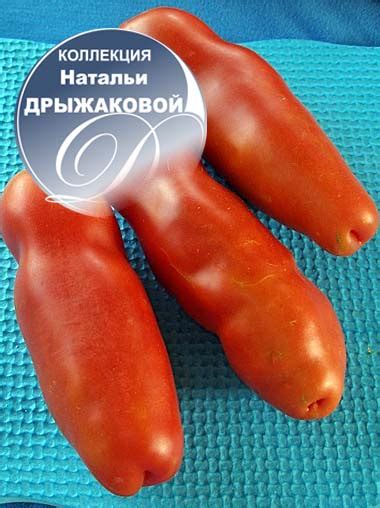Томат Аурия Описание Сорта Фото Отзывы – Telegraph