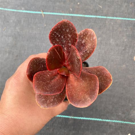 Echeveria 'Fireball' (1 x CUTTING) – LET LOVE GROW (Succulent & Cactus)