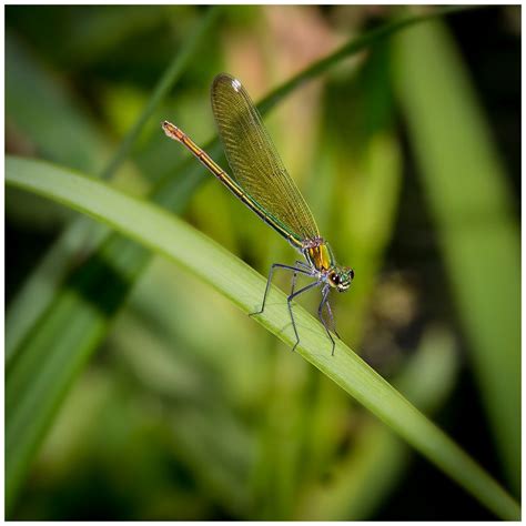 Libelle Foto & Bild | tiere, wildlife, libellen Bilder auf fotocommunity