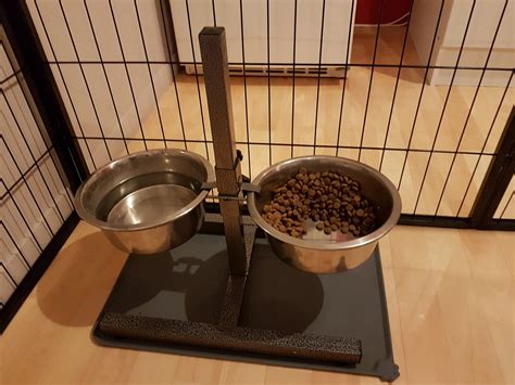 Bar para cães