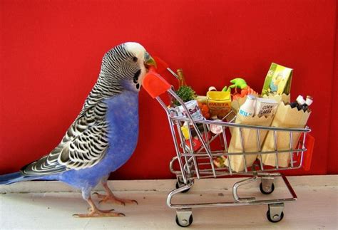 Как правильно кормить попугая: полезный список продуктов и рекомендации ...