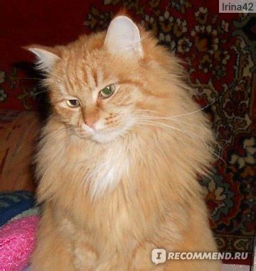 Лакомство для собак Молина Жевательные колбаски. Говядина - «Побалуйте ...