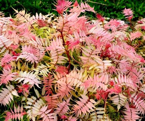Рябинник рябинолистный – посадка и уход, фото сортов, обрезка