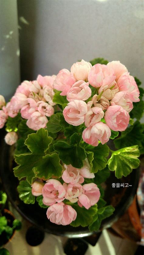 Anna Jeanette Пеларгония Фото – Telegraph