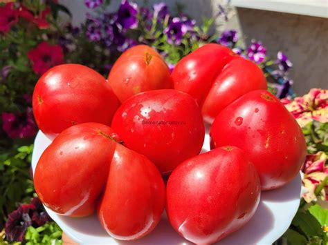 Гном Розовая страсть (Dwarf Pink Passion) — Семена Томатов