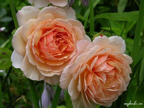 Роза Английская парковая фларибунда «Грейс» Rose «Grace» — Саженцы в Орле
