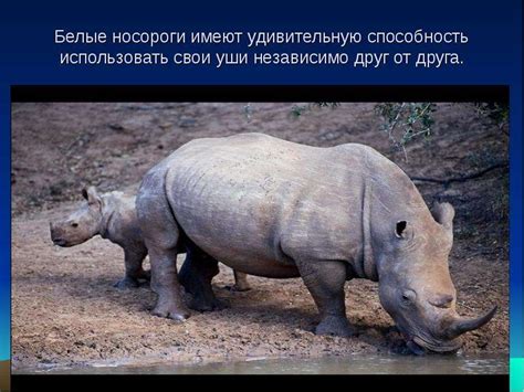 Носорог. Белый носорог. - скачать презентацию