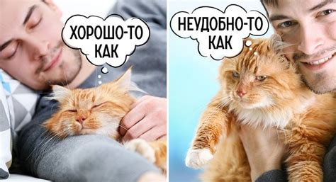 Поведение котов