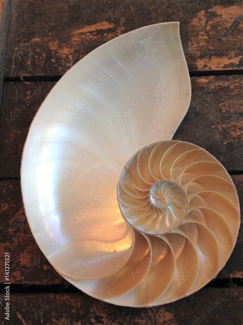 shell nautilus pearl Fibonacci sequence symmetry cross section spiral shell structure golden ...