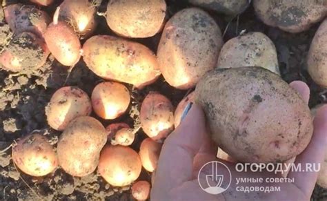 Картофель Аврора: описание сорта, фото, отзывы, сроки созревания