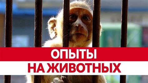 ОПЫТЫ НА ЖИВОТНЫХ. Тестирование косметики и лекарств! - YouTube