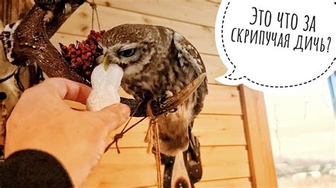 И снова растения из питомника sadrasteniy. Сыч Лучик устал ...