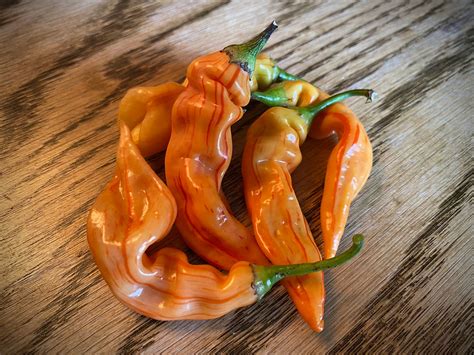 Sugar Rush Stripey | SKOD Peppers