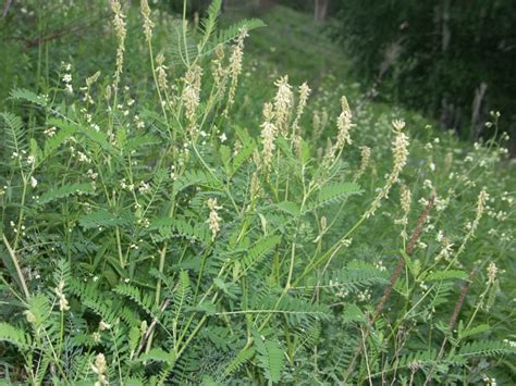 Astragalus falcatus - Изображение особи - Плантариум