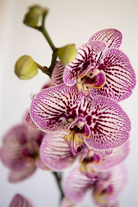 Purple Spotted - Formosa Orchid Nursery