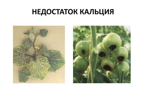 Минеральное питание - online presentation