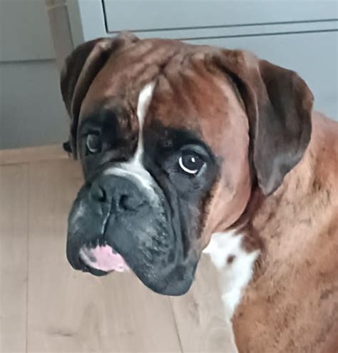 Boomer, geb. 6/2018