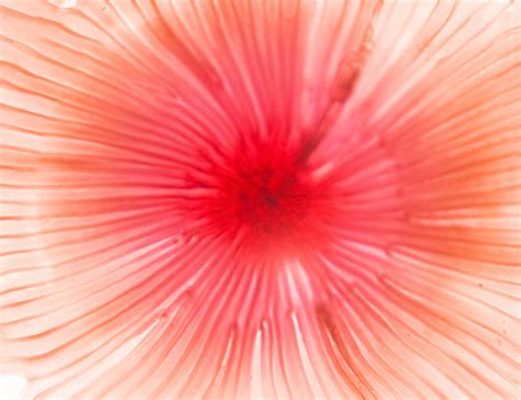 Ergothioneine in Skincare – Prequel