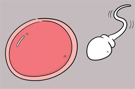 2 Ways To Check Sperm Fertility - Your Trusted Infertility Science Advice And Guidance ...