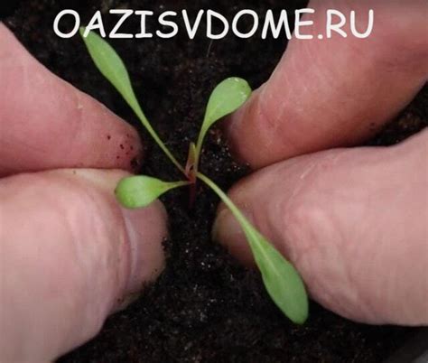 Примула из семян: как и когда сажать в 2025/2026 году на рассаду ...