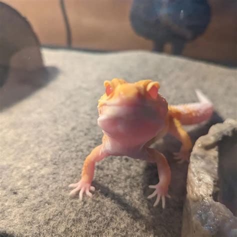Does anyone know what morph my little man might be? : r/leopardgeckos