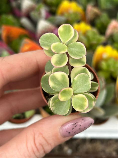Portulacaria afra 'Variegata' | Succulents \ Portulacaria | Kaktusy ...